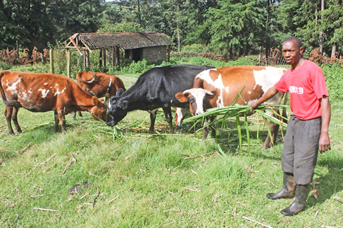 Vet on call: Causes and treatment for hernia in cattle | Daily Nation